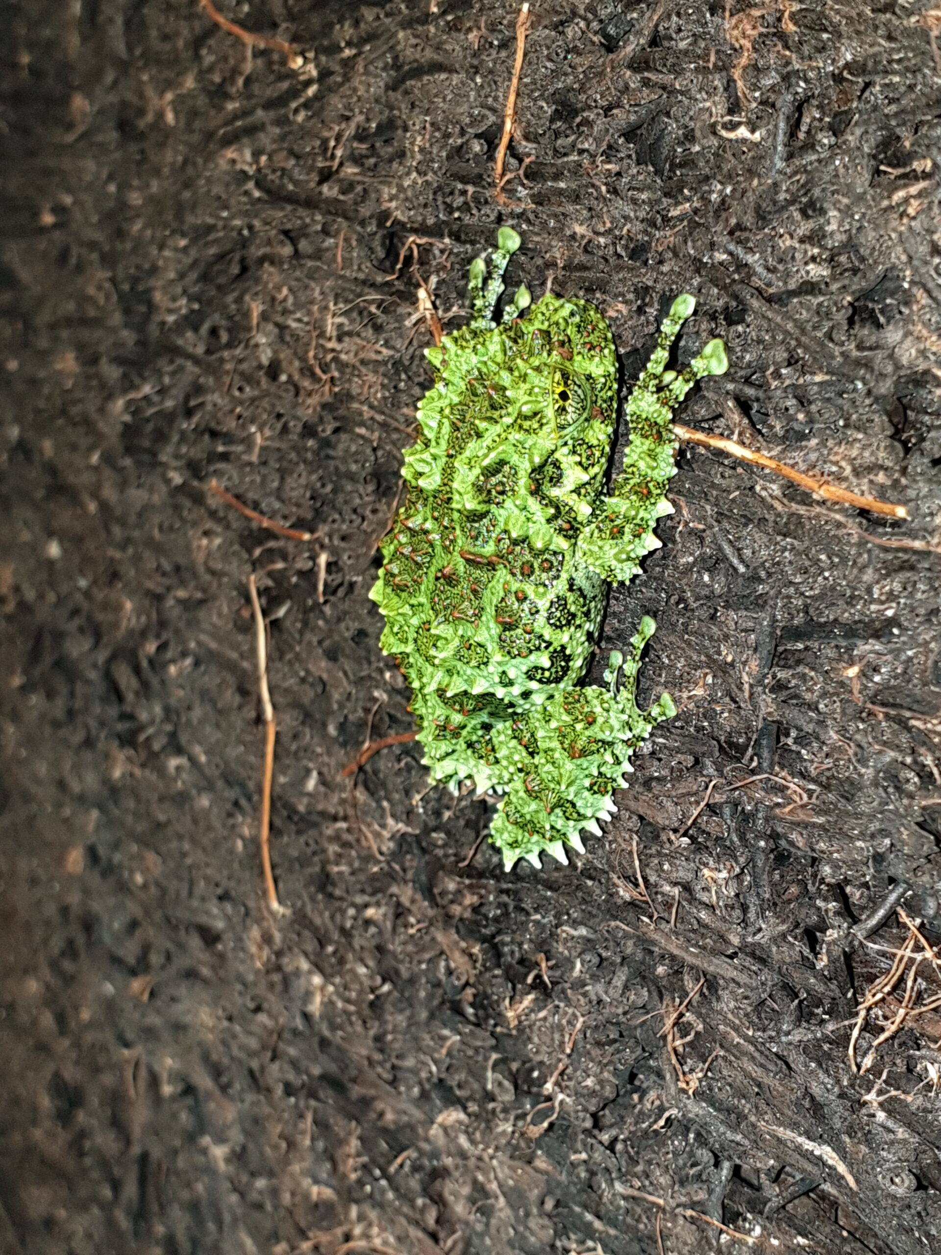 Theloderma Corticale - Animal Attraction
