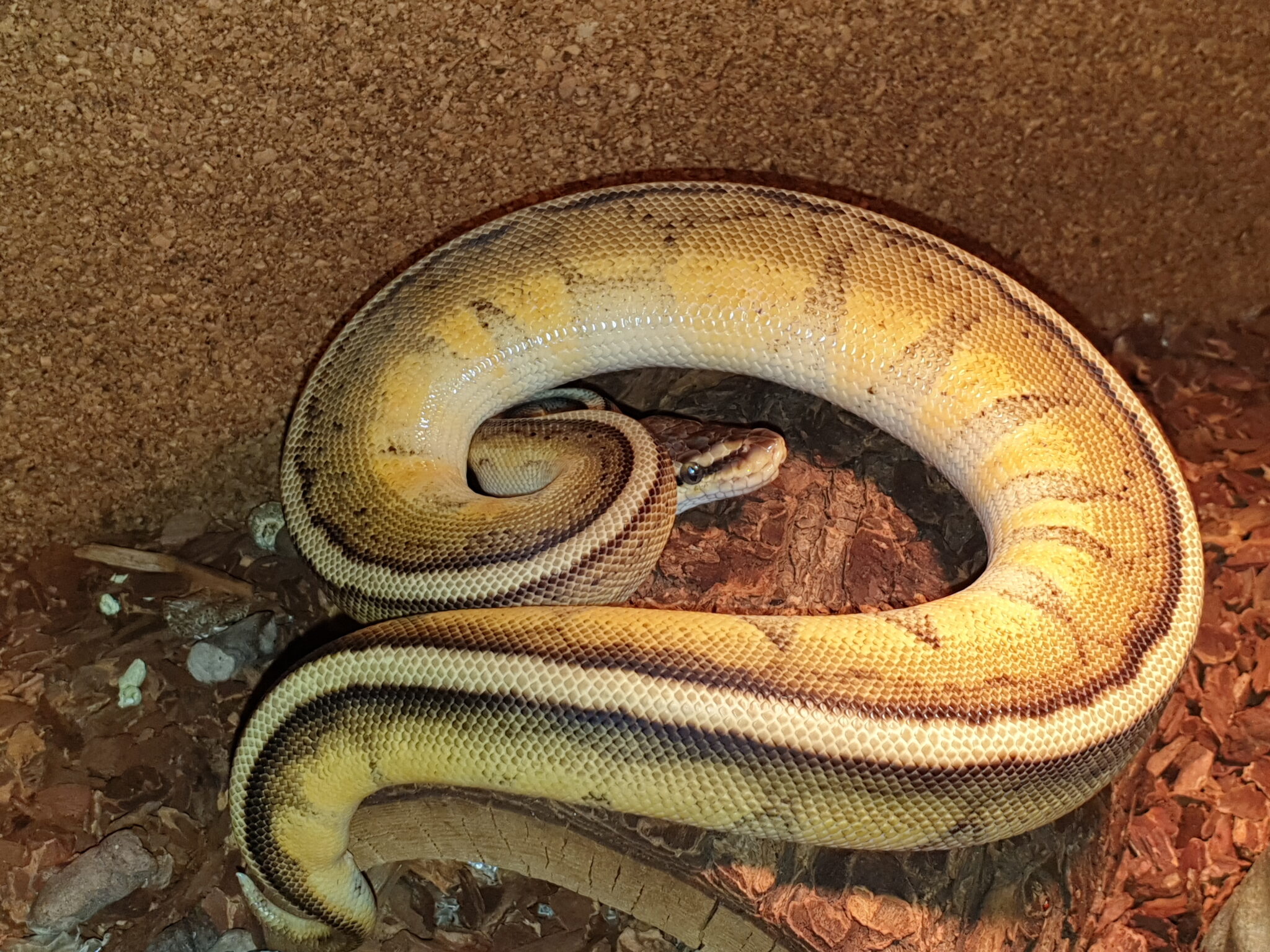 Python regius (genetic stripe) - Animal Attraction