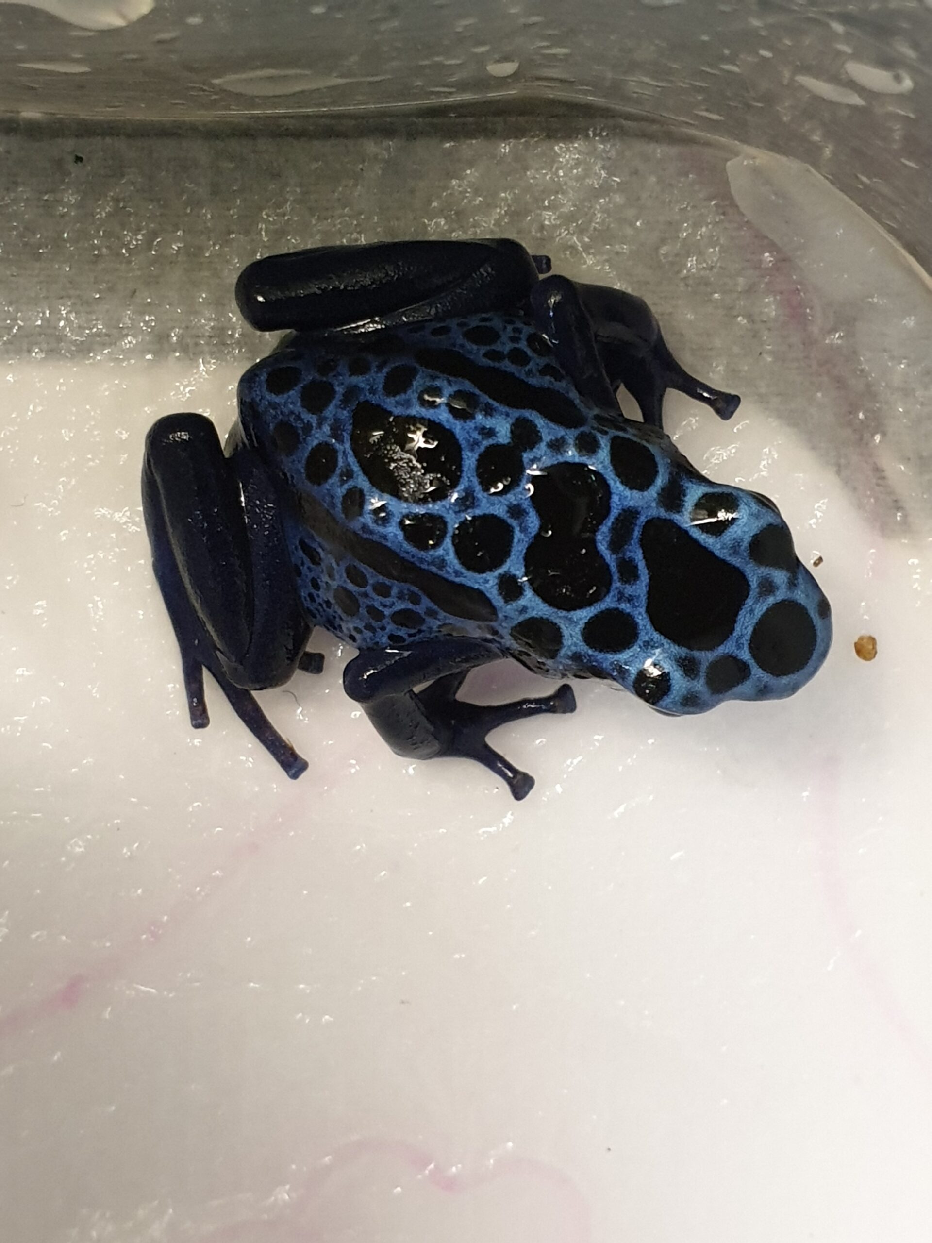 Dendrobates t. azureus - Animal Attraction